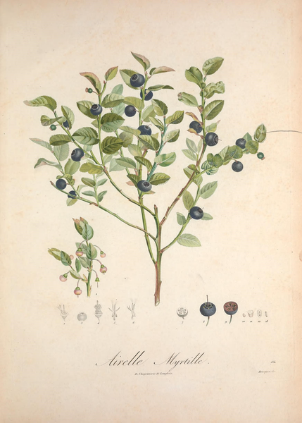 "Botanical French Blueberry" Print – Homesong Market